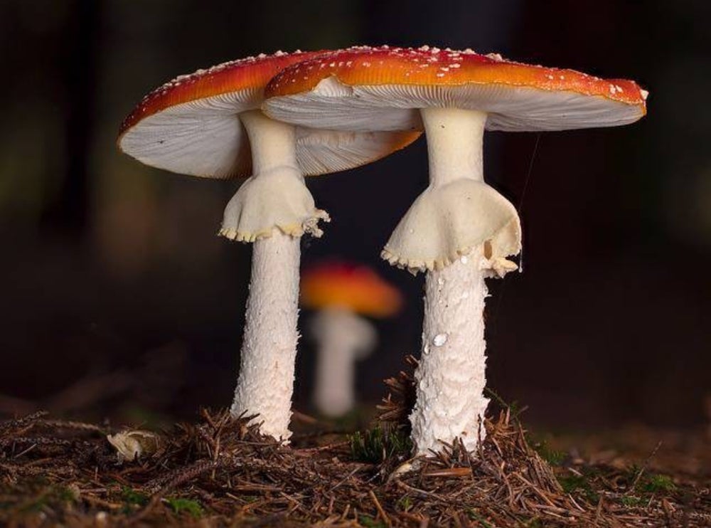 Fly Agaric Tincture – The Jagged Path
