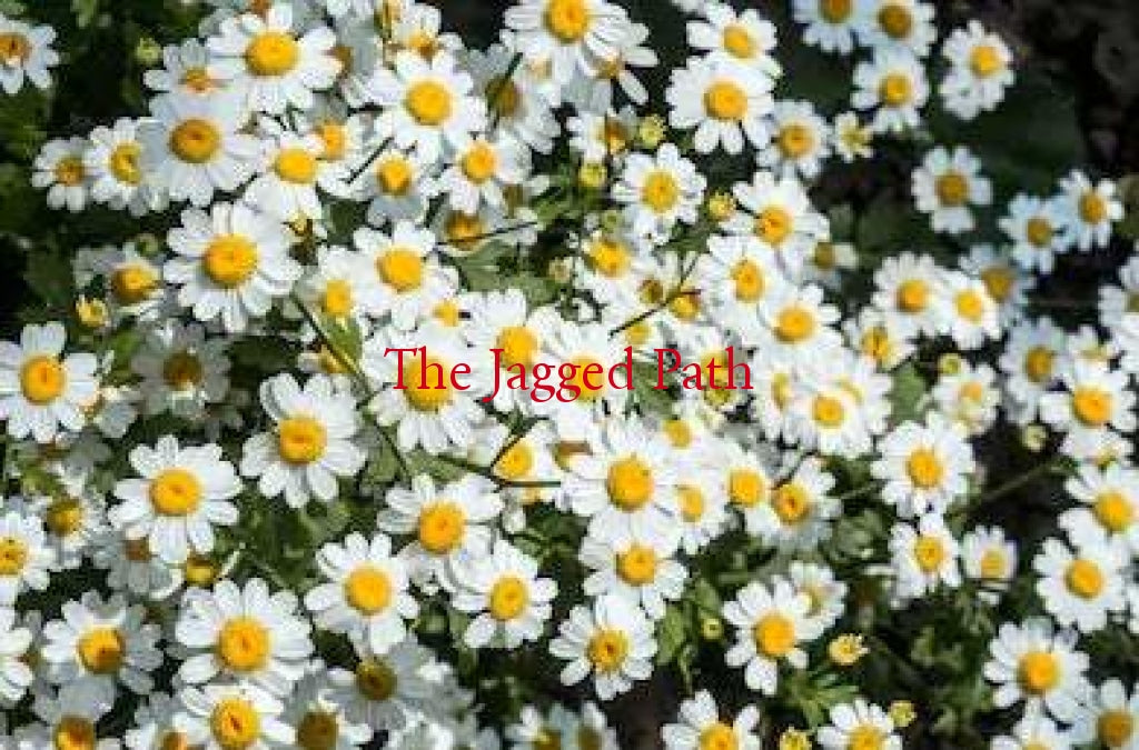 Feverfew Tincture – The Jagged Path