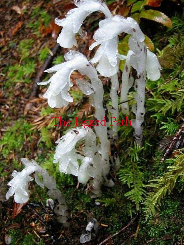 Ghost Pipe Flower Essence (Monotropa Uniflora) – The Jagged Path