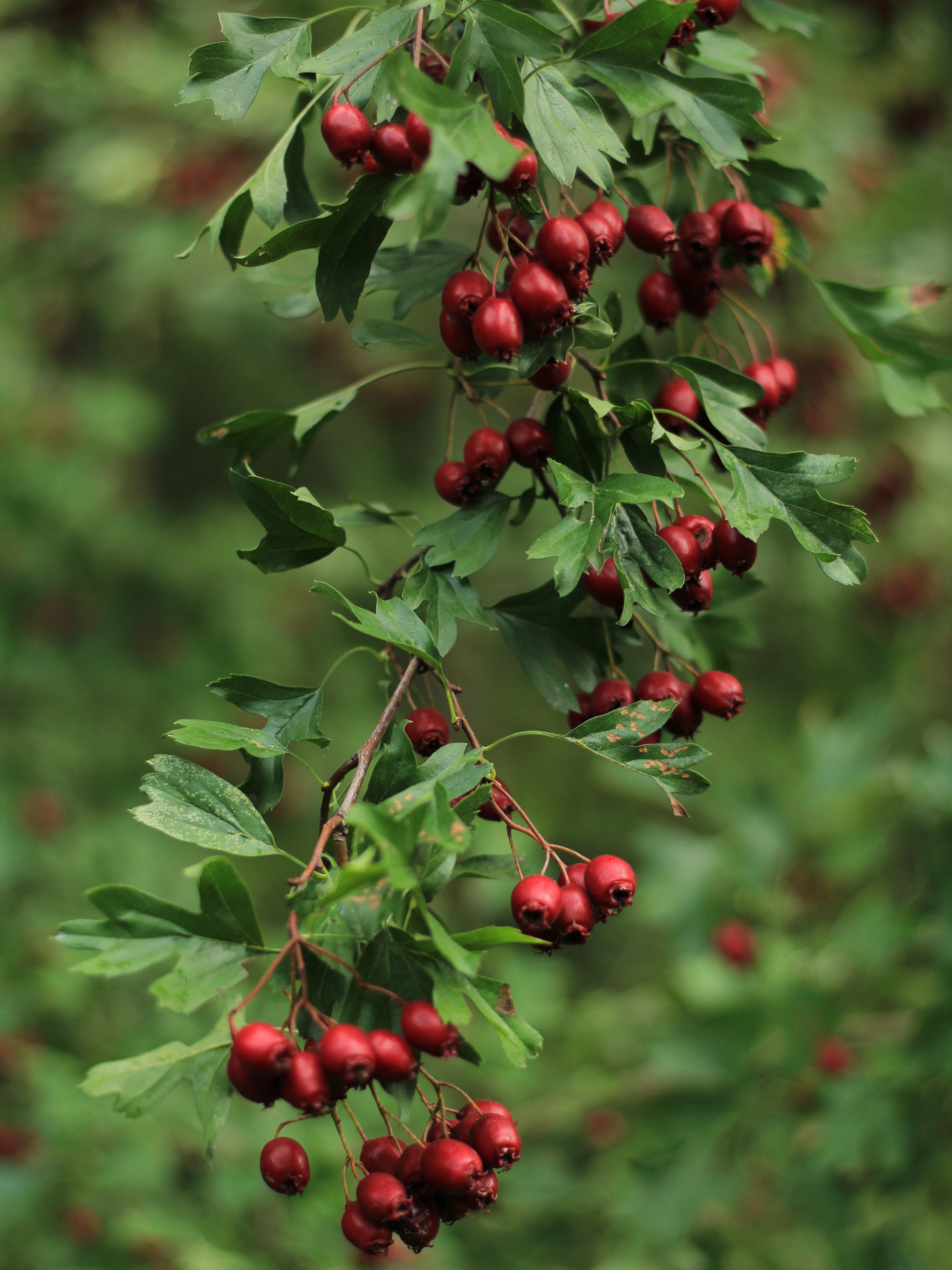 Hawthorn Herbal Syrup – The Jagged Path